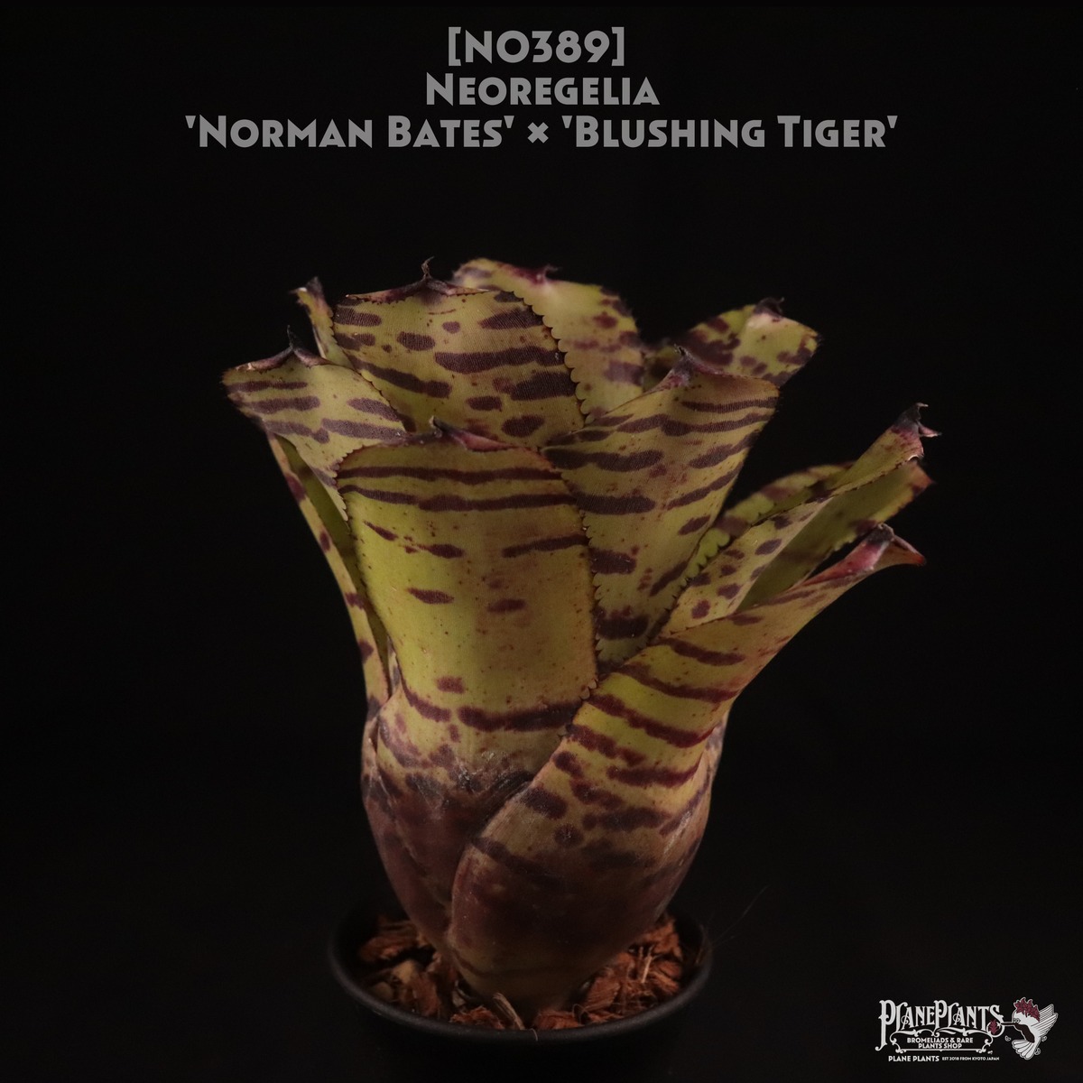 【送料無料】Neoregelia 'Norman Bates' x 'Blushing Tiger'〔ネオレゲリア〕現品発送N0389 ...