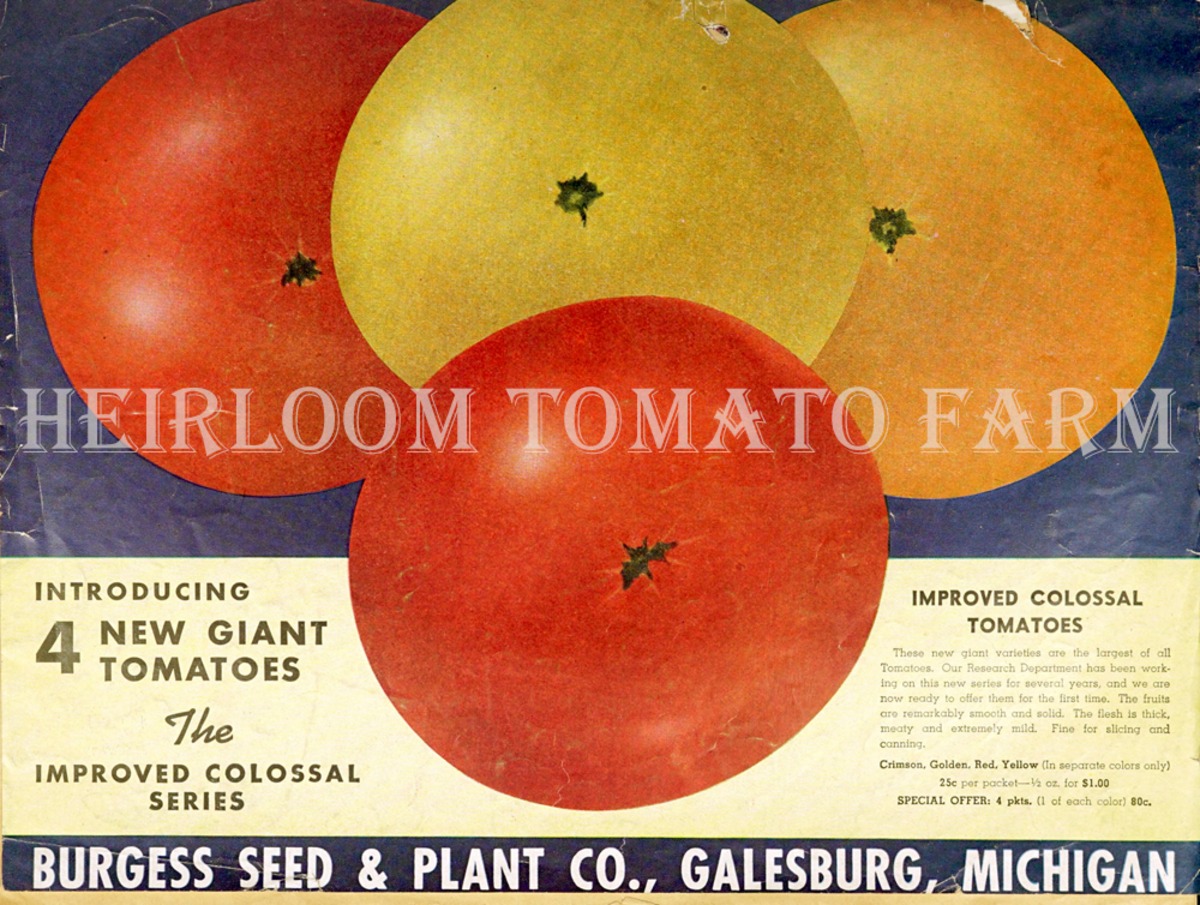 Heirloom Tomato® Improved Colossal Crimson, Golden, Red, Yellow エアルーム ...