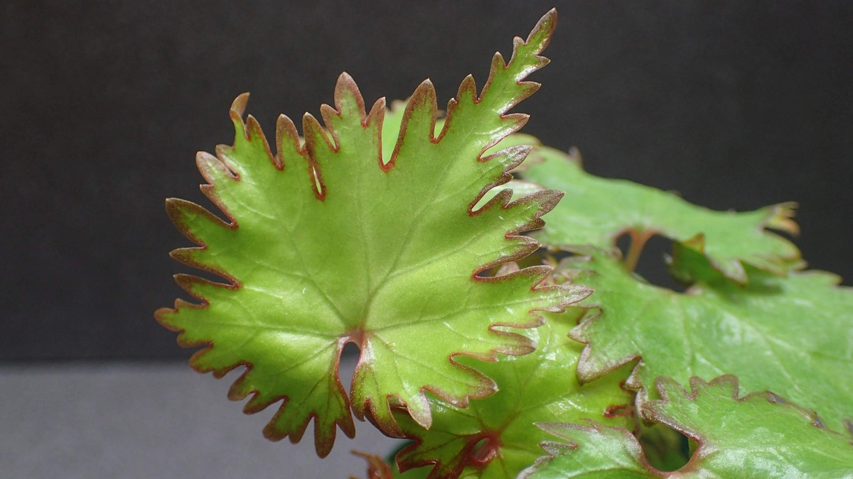 Begonia lyallii 1株 | 熱帯植物 水草