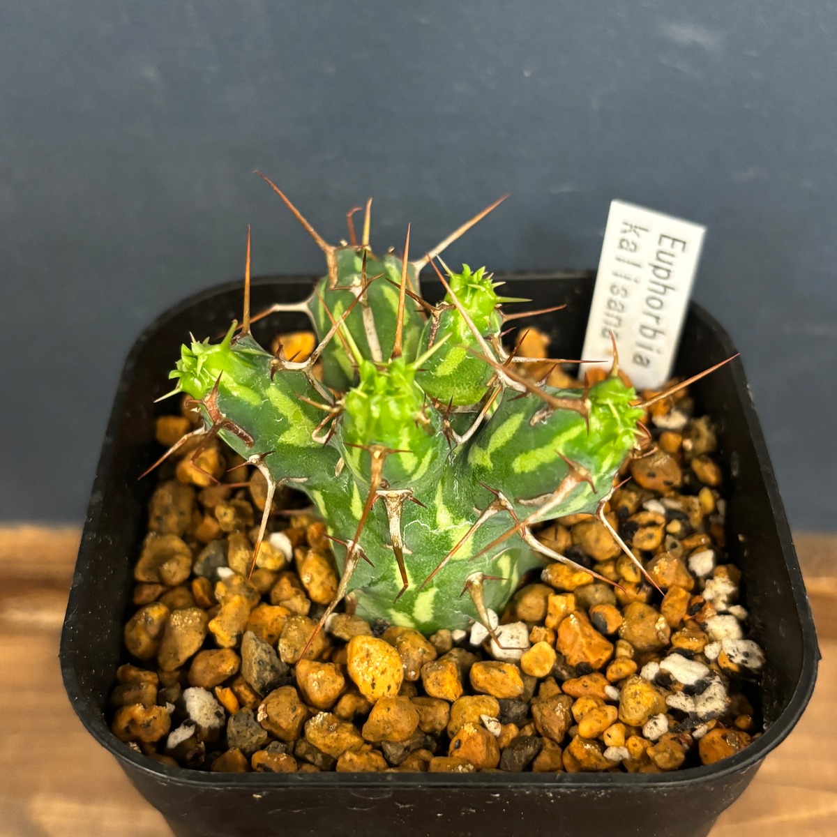 ユーフォルビア カリサナ【1018】 | PROTOLEAF プロトリーフ