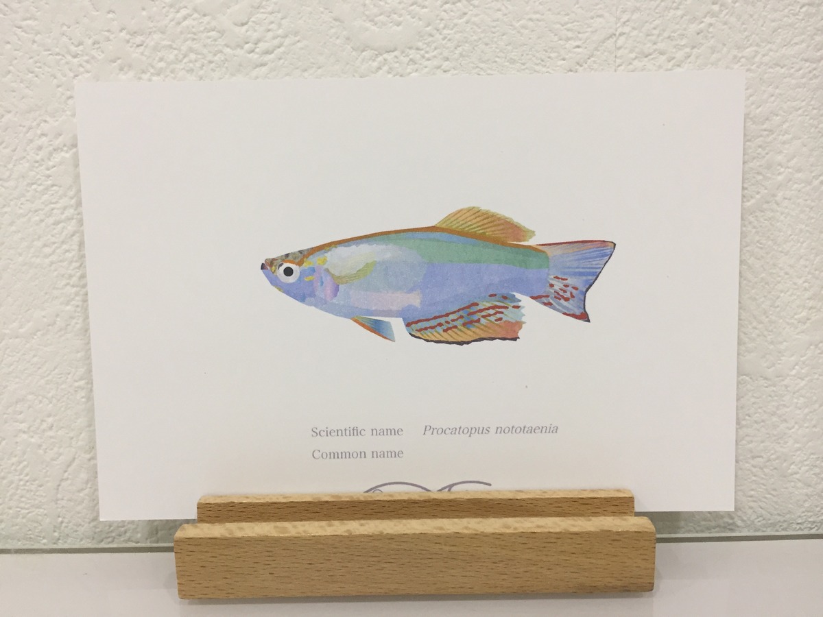 Procatopus nototaenia Drawing Postcard | Osakanacraft