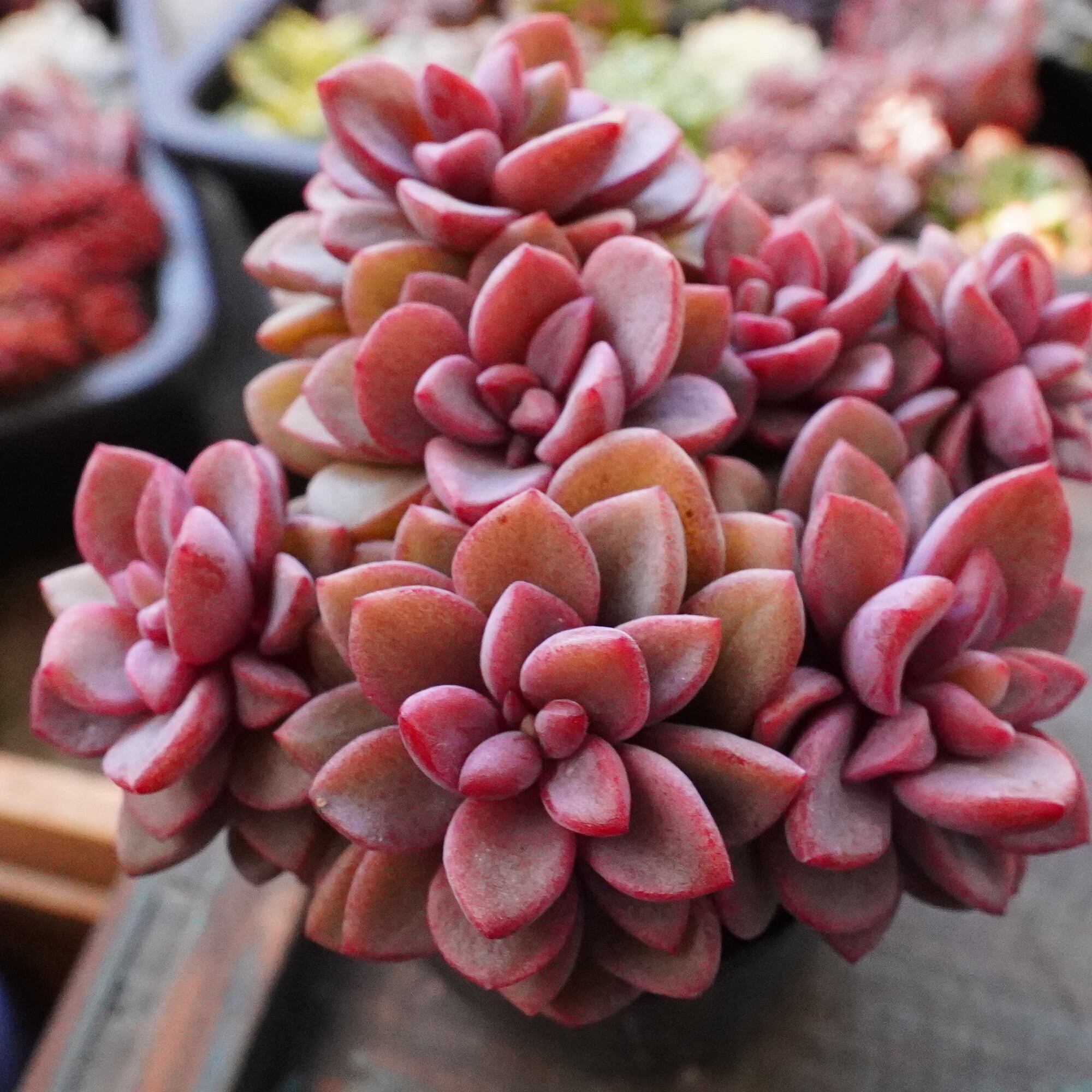 大人気【原種プリティ群生1】おすすめ ピンク 韓国多肉 | E-TANIKU