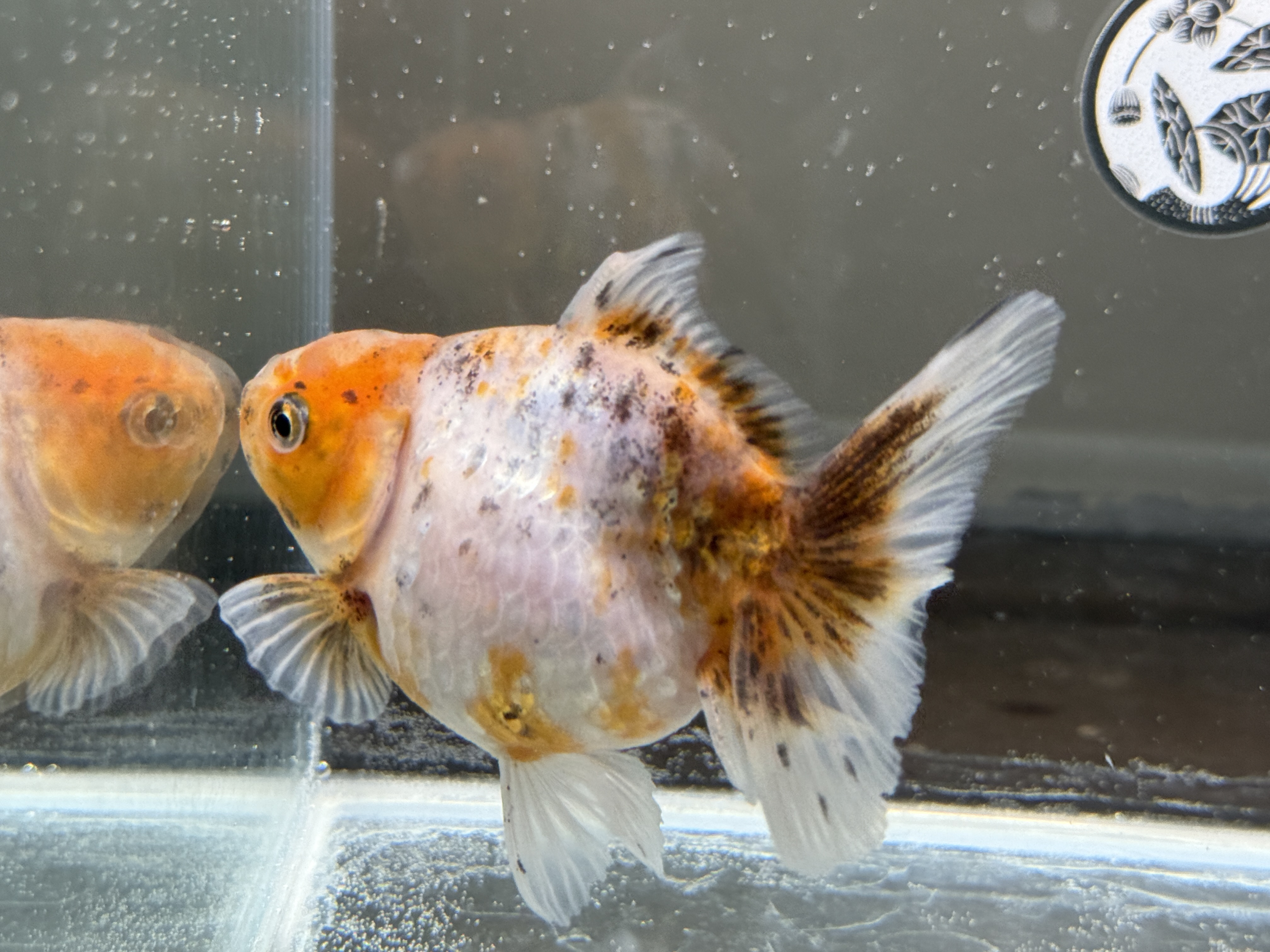 オランダ | SAMURAI FARM