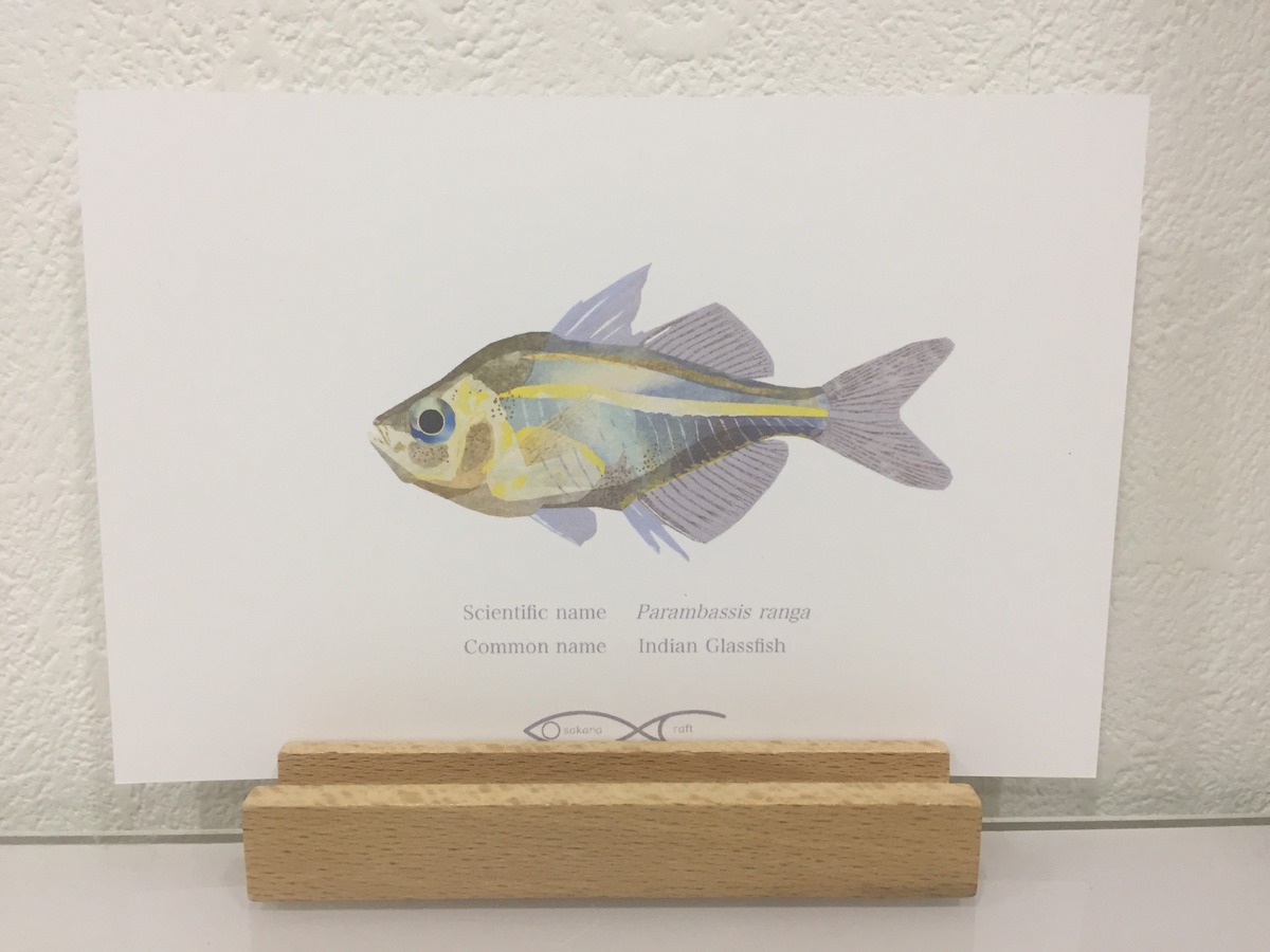 Parambassis ranga(Indian Glassfish) Drawing Postcard | Osakanacraft