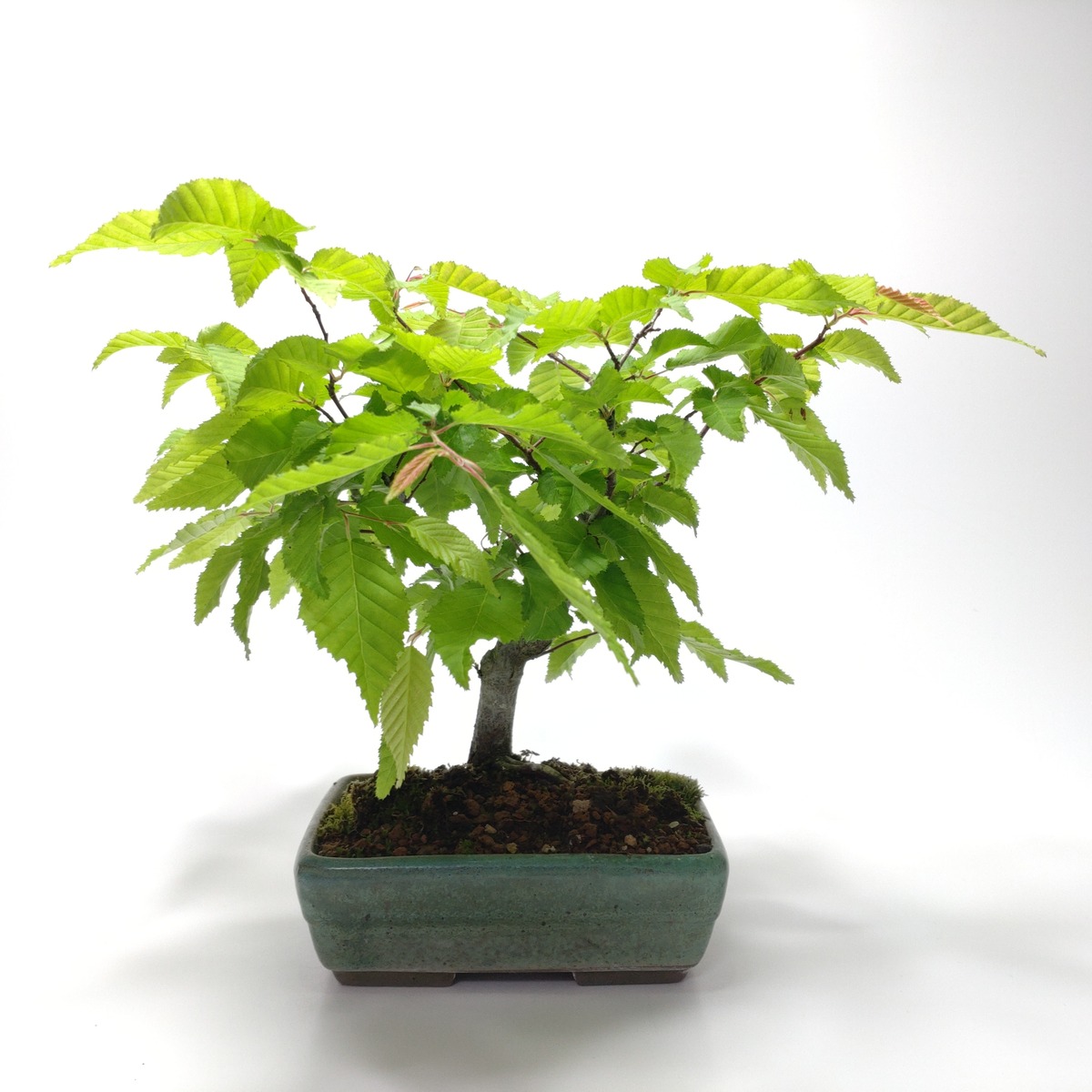 赤四手（アカシデ）盆栽 S005 | 盆栽創【Bonsaisou】