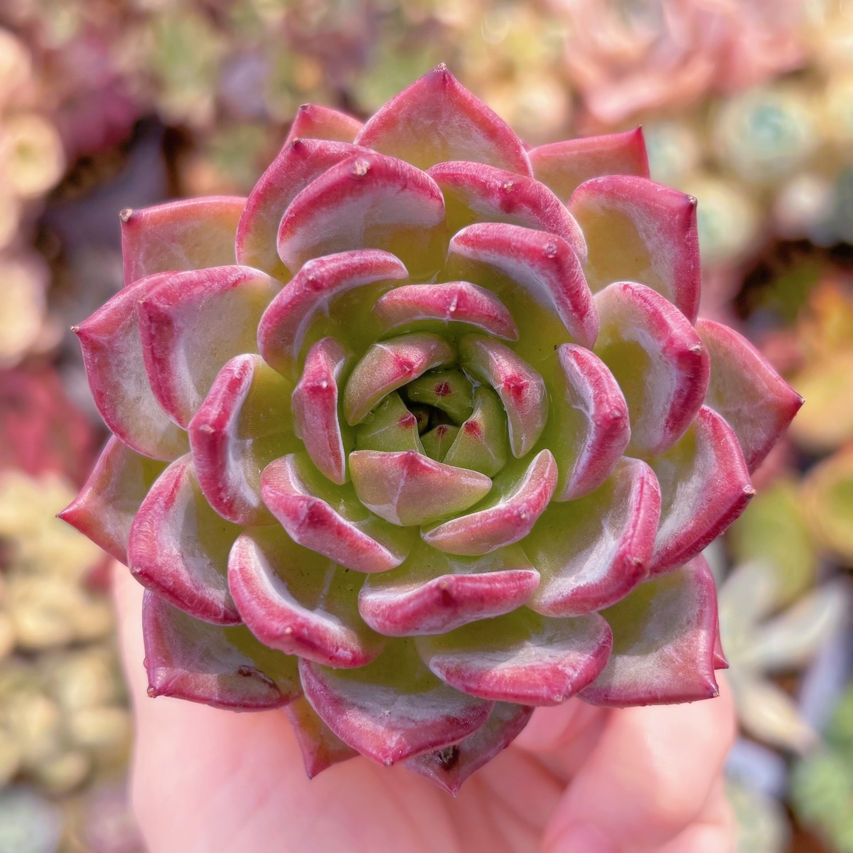 多肉植物 黒武士 新入荷 るる農園 | るる農園~多肉植物専門