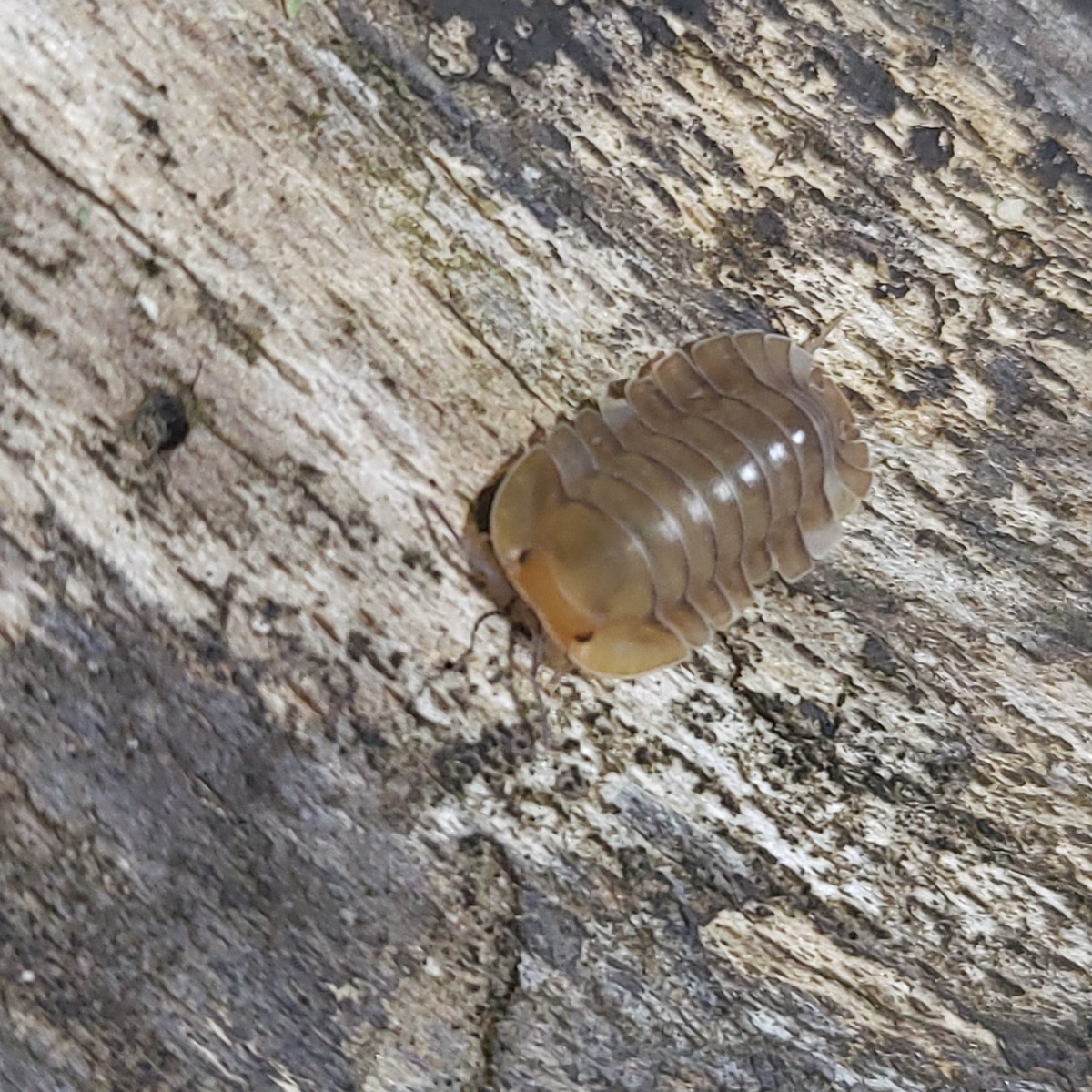 ポルセリアン | BUG.st