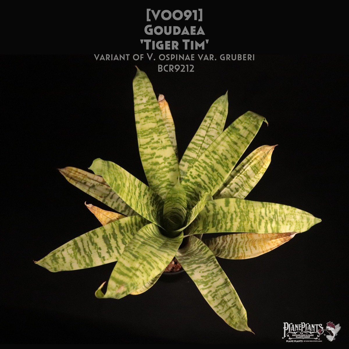 【送料無料】Goudaea 'Tiger Tim'〔ゴウダエア〕現品発送V0091 | plane plants