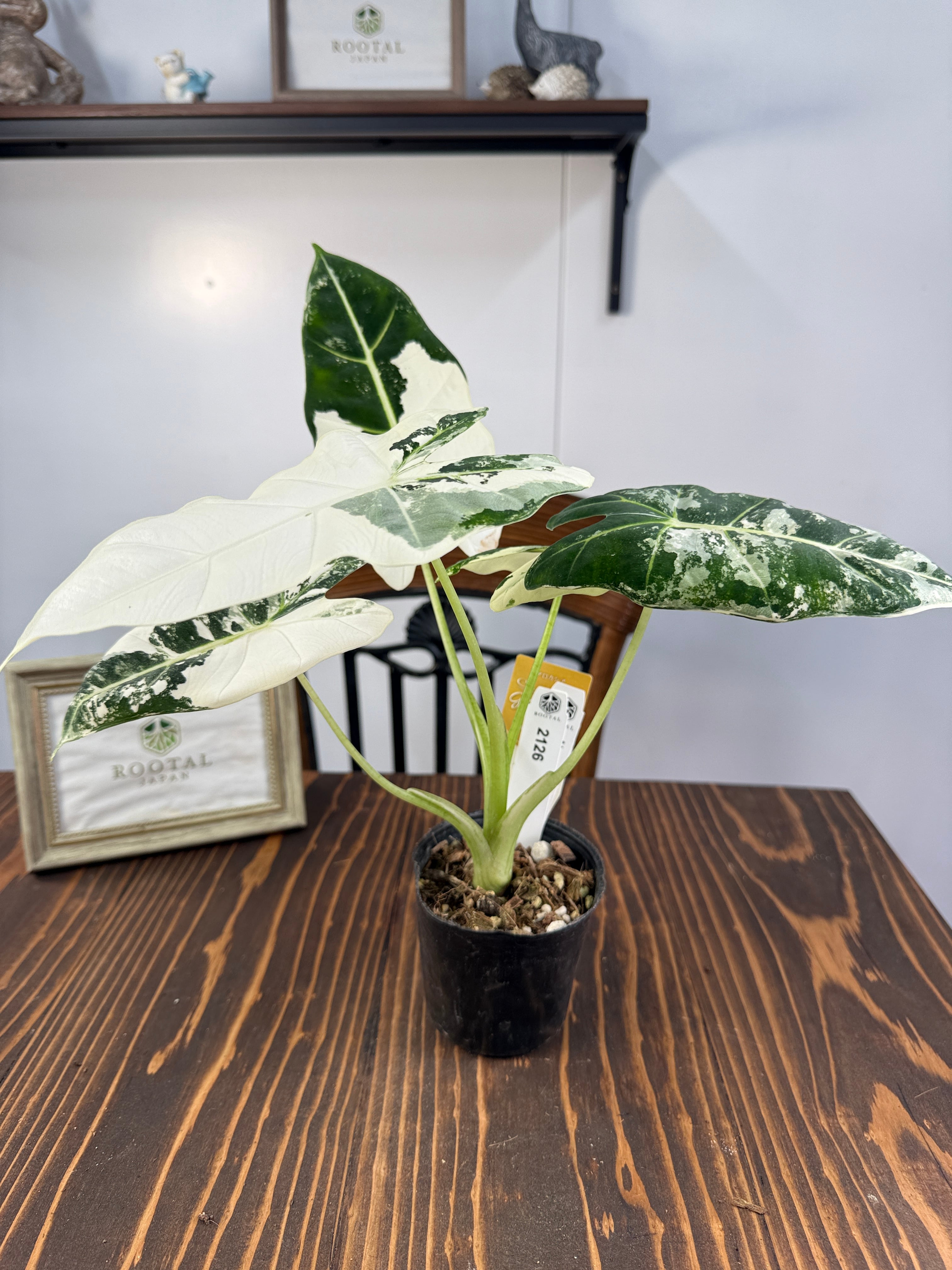 ★2126【超レア 極み】アロカシア グリーンベルベット バリエガータ(3.5号ポット） | ROOTALPLANTS