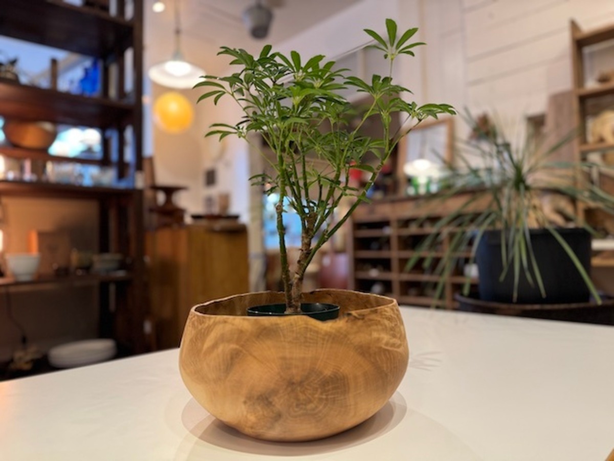 Pot Cover | ROOMS