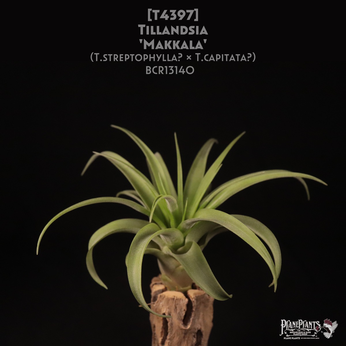 【送料無料】'Makkala'〔エアプランツ〕現品発送T4397 | plane plants