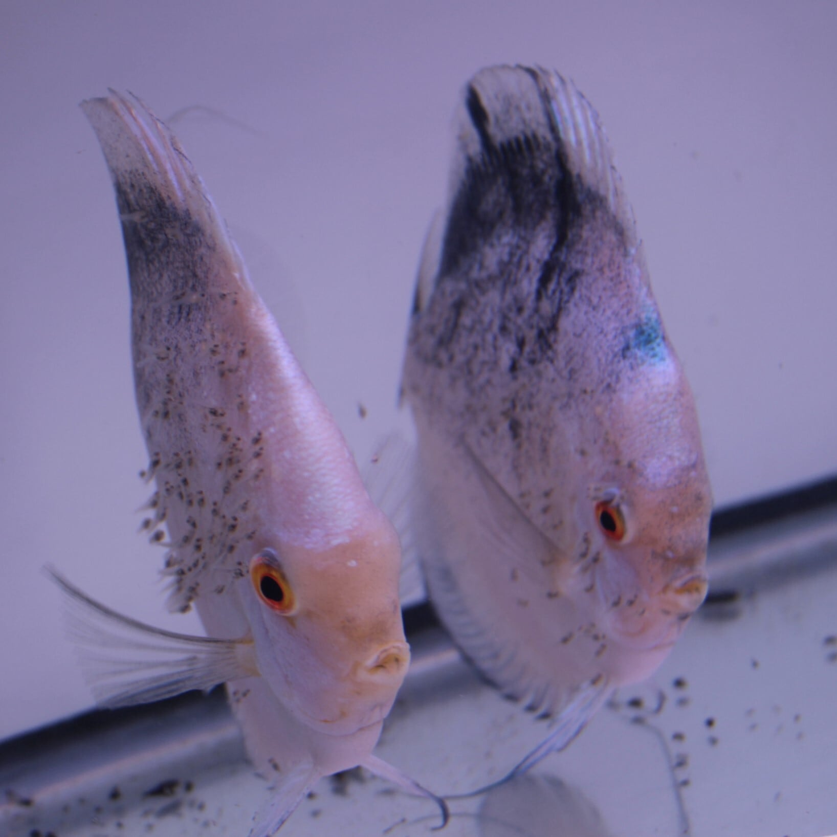 マーキュリー ペアー 商品番号1312 | B-Collection ディスカス専門店 ディスカス通販