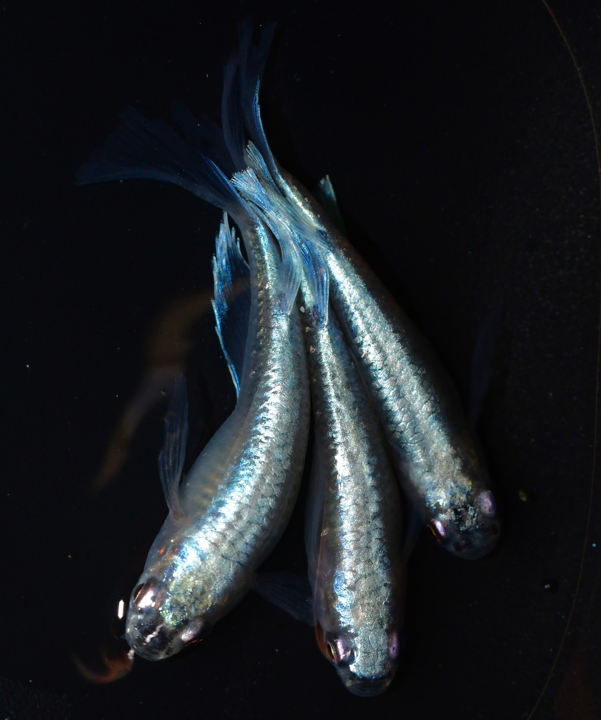 Japanese ricefish eggs20＋α aotyou aquarium Medaka tropical fish rice ...