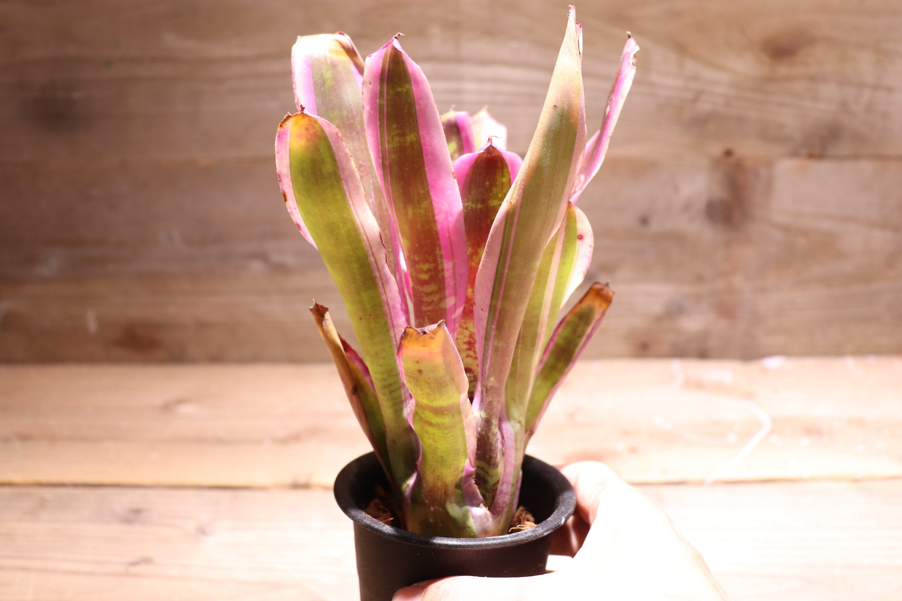 送料無料】Neoregelia 'Jabberwock' Albo〔ネオレゲリア〕現品 送料無料】Neoregelia 'Jabberwock' Albo〔ネオレゲリア〕現品