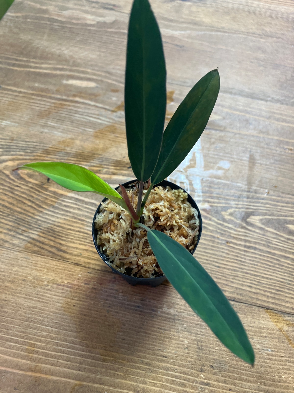 Galantharum kishii Kalimantan timur | Plants Base