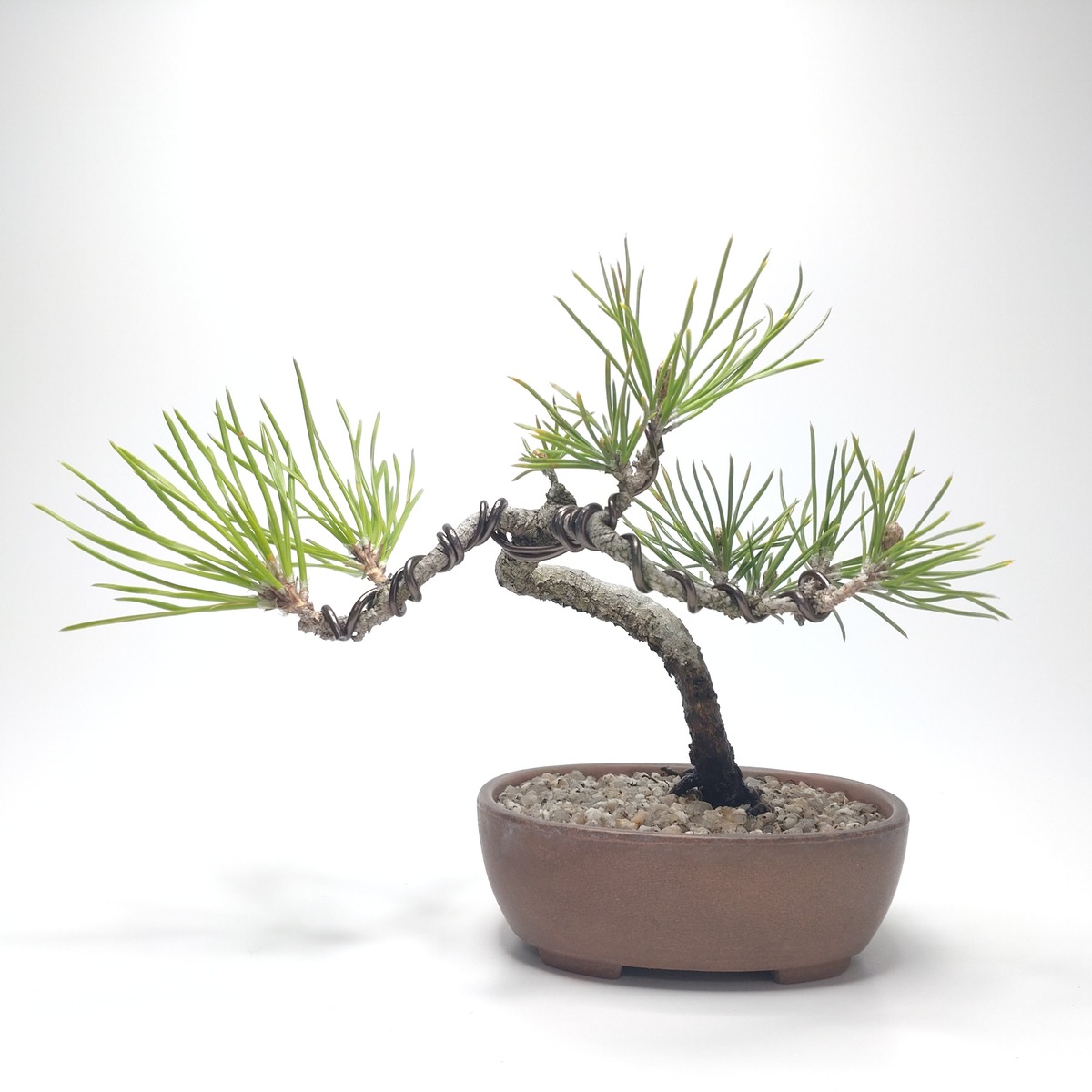 黒松（クロマツ）盆栽 S010 | 盆栽創【Bonsaisou】