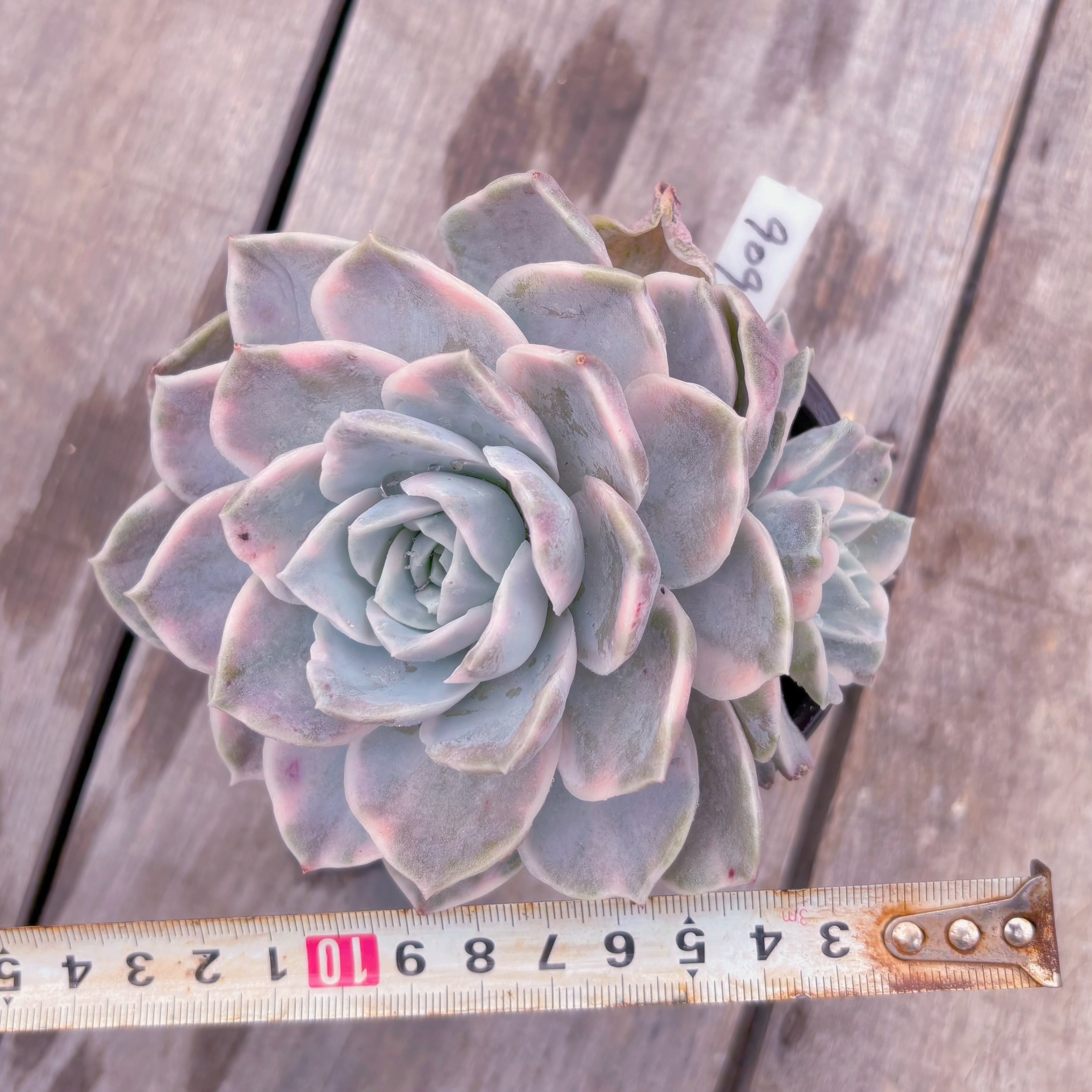 現品 ラブリーローズx白牡丹錦#909 新入荷 るる農園 | るる農園~多肉植物専門