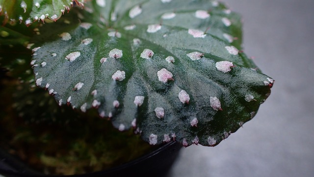 Begonia ocellata 1株 | 熱帯植物 水草