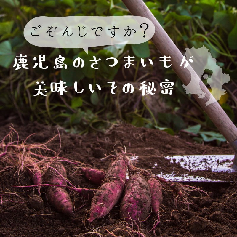 鹿児島県産さつまいも 安納芋 3kg M～2Lサイズ 土付き | かごしま たべものがたり