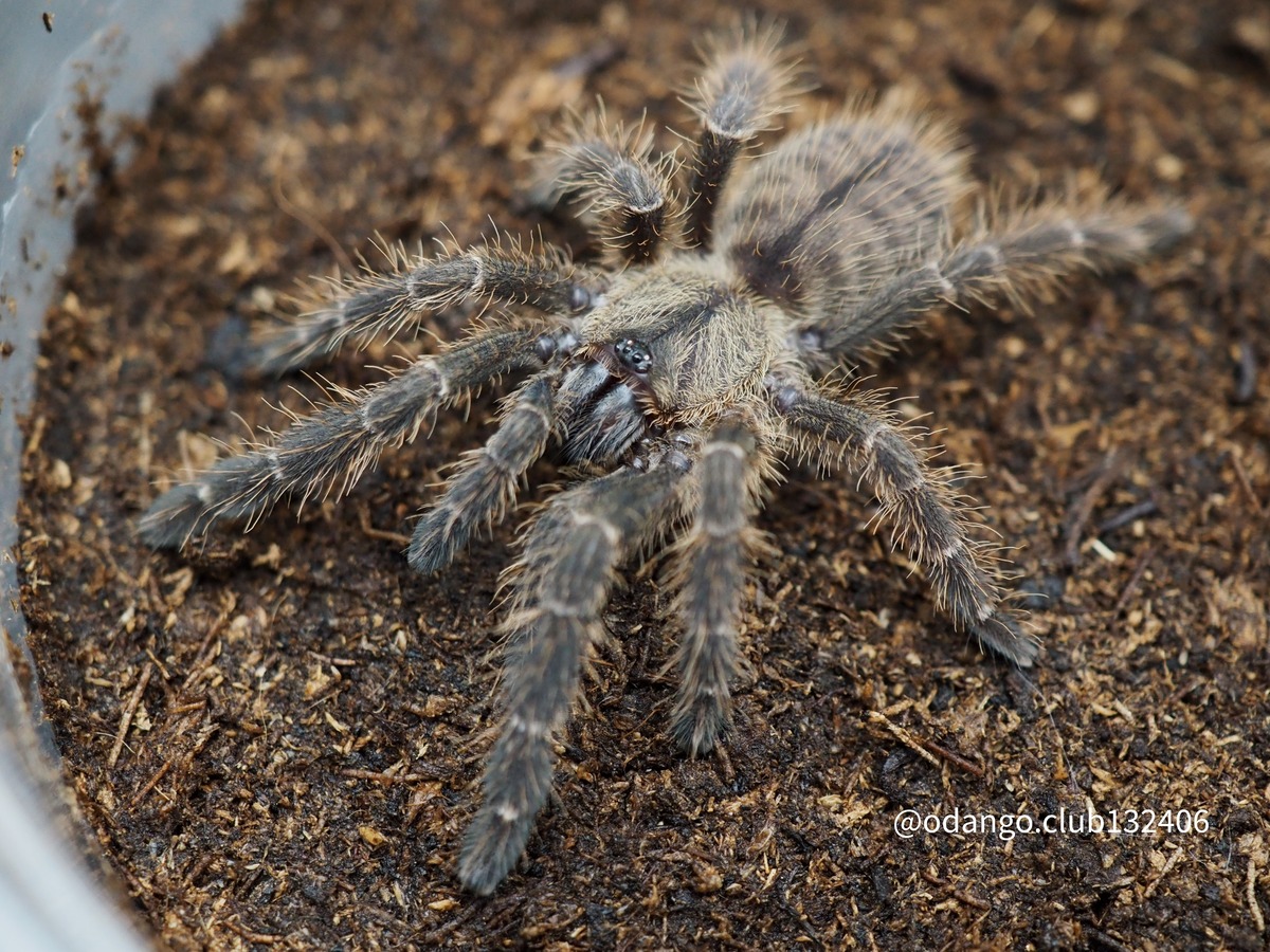 Ornithoctoninae sp. Phan Cay Red 1匹 タランチュラ | おだんごくらぶ