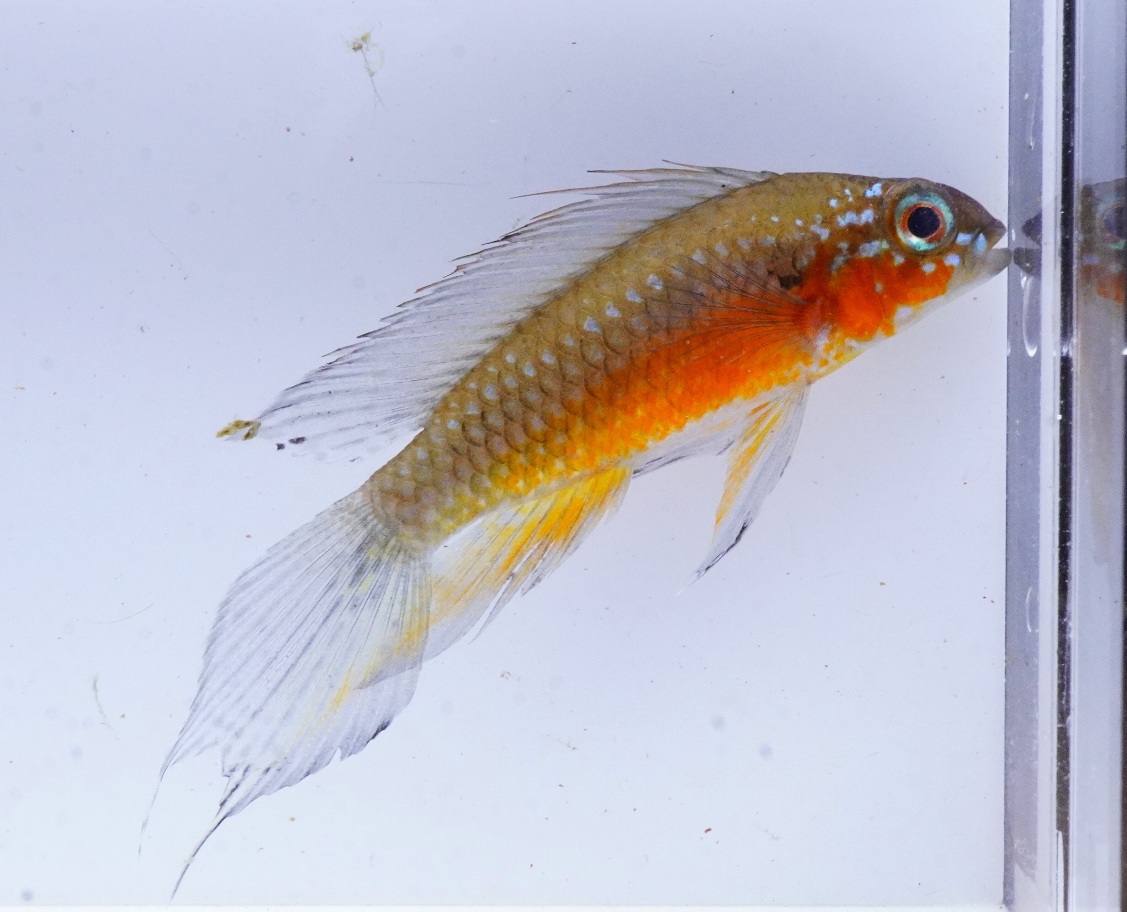 【生体】Apistogramma (WF) | Ap. Crew