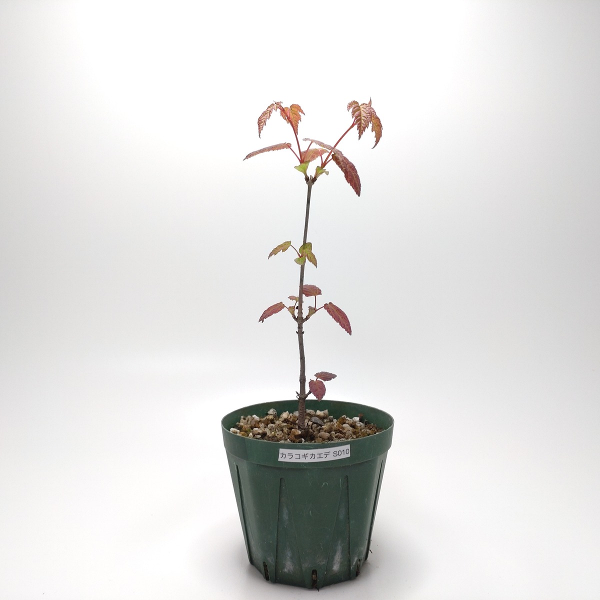 カラコギカエデ（鹿子木楓）S010 | 盆栽創【Bonsaisou】