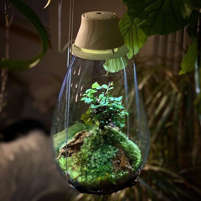 Mosslight Moss Terrarium with LED Lighting (Container only, plants ...