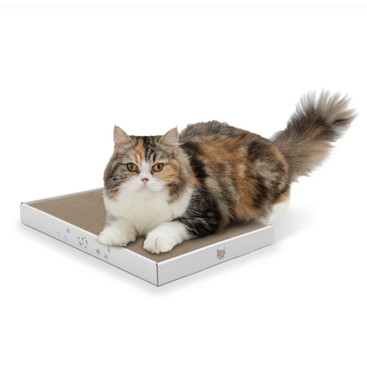 【在庫セール】【Amazon.co.jp限定】 necoro(ネコロ) 猫壱 バ | Shop Squad