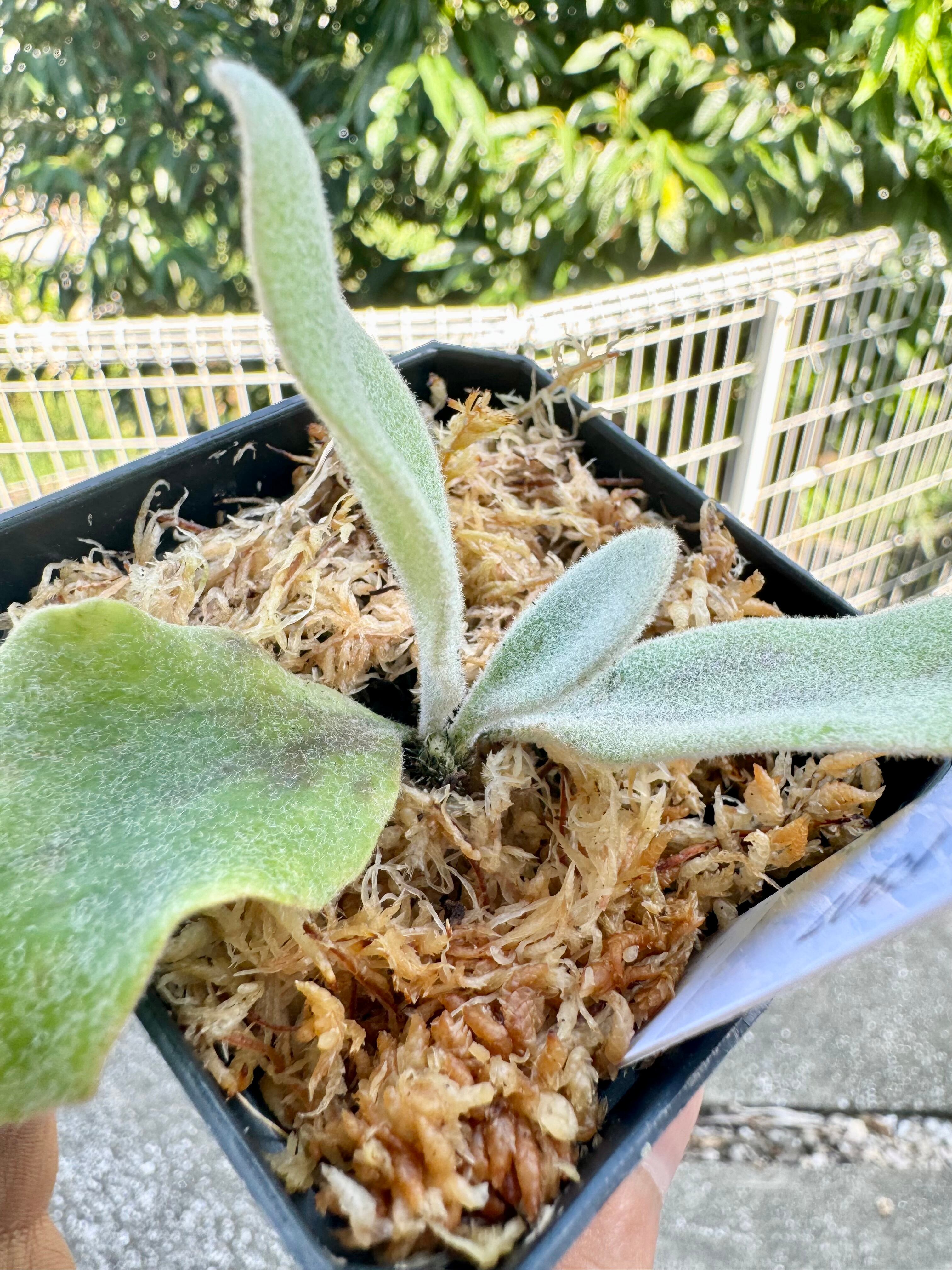 Snowqueen F307 Elsa Pups 小 | P.P.Green