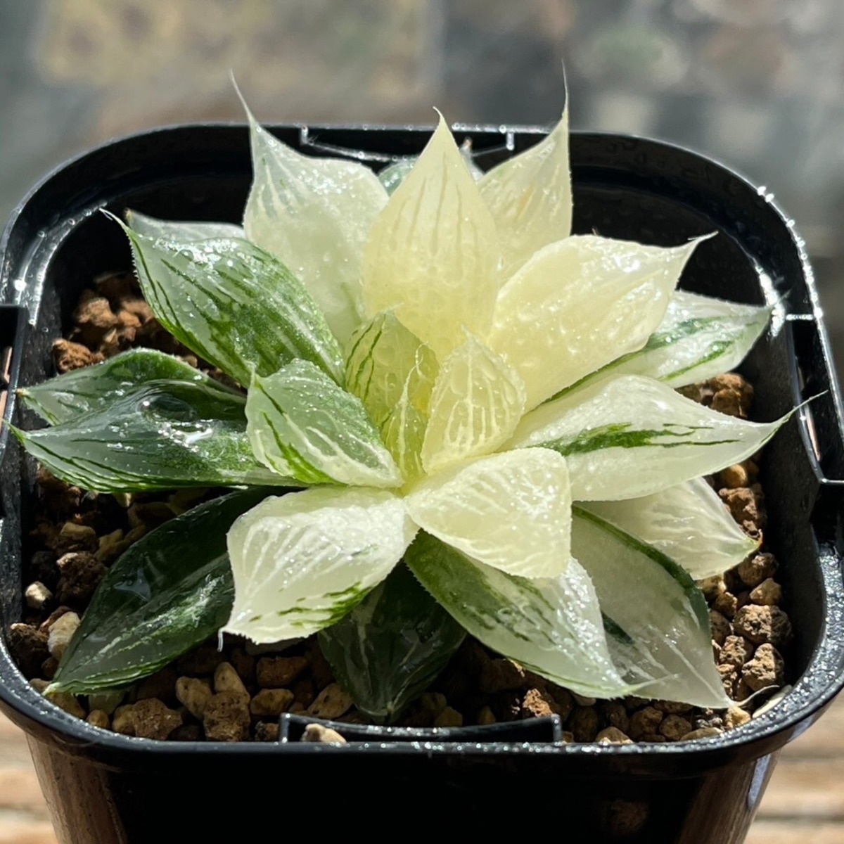 ハオルチア えびす錦A | mocono_plants