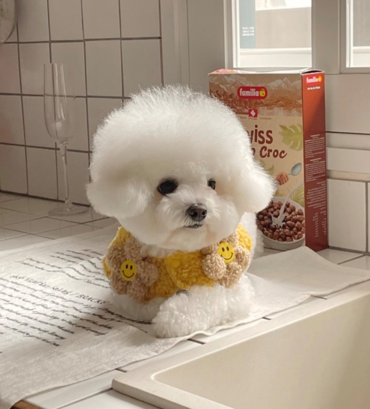 【予約】《hugmemore》Bbogle Smile Cape(yellow) | dog&cat jmmmr