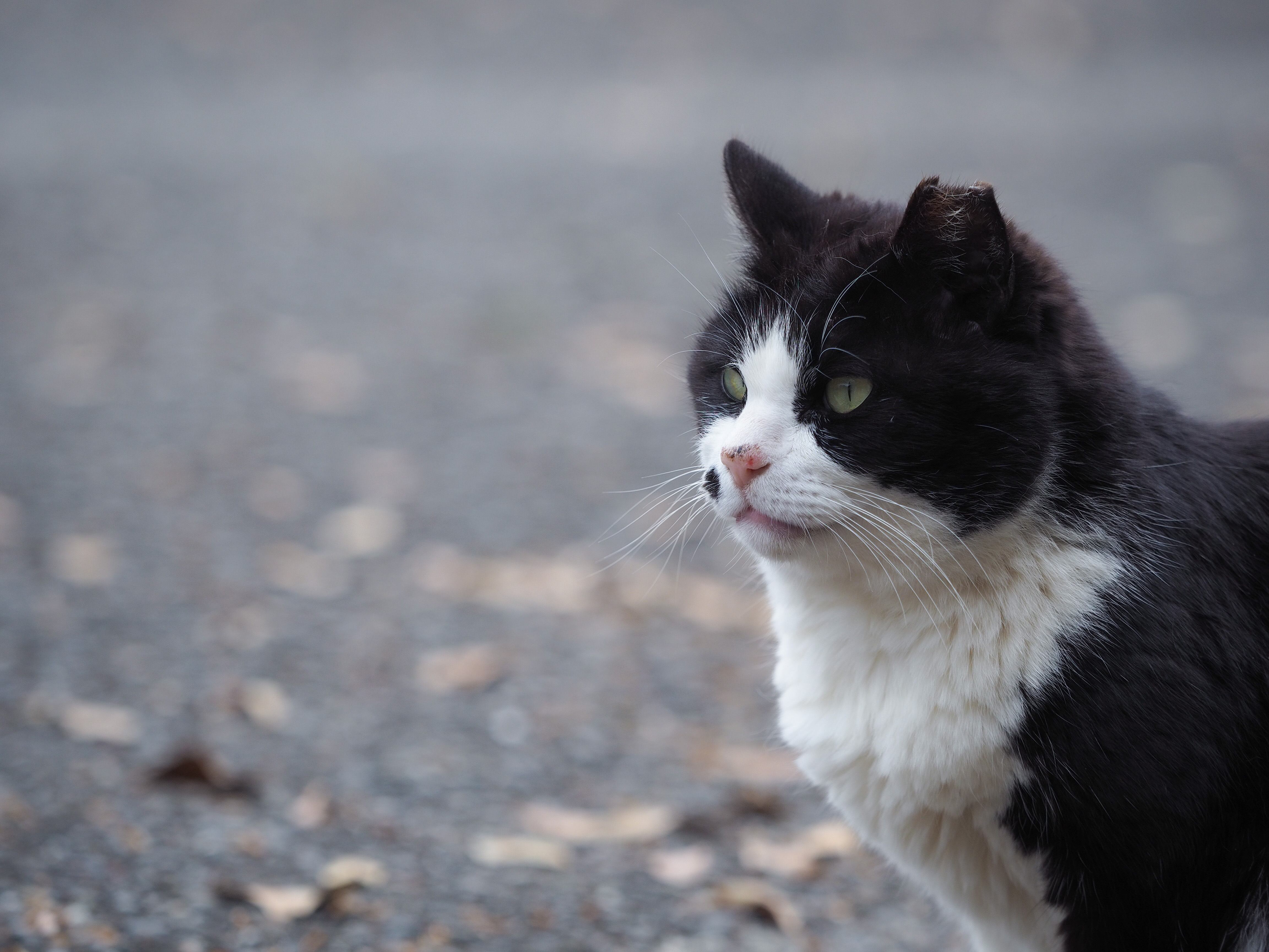 Darmin E03-3個 | moripen