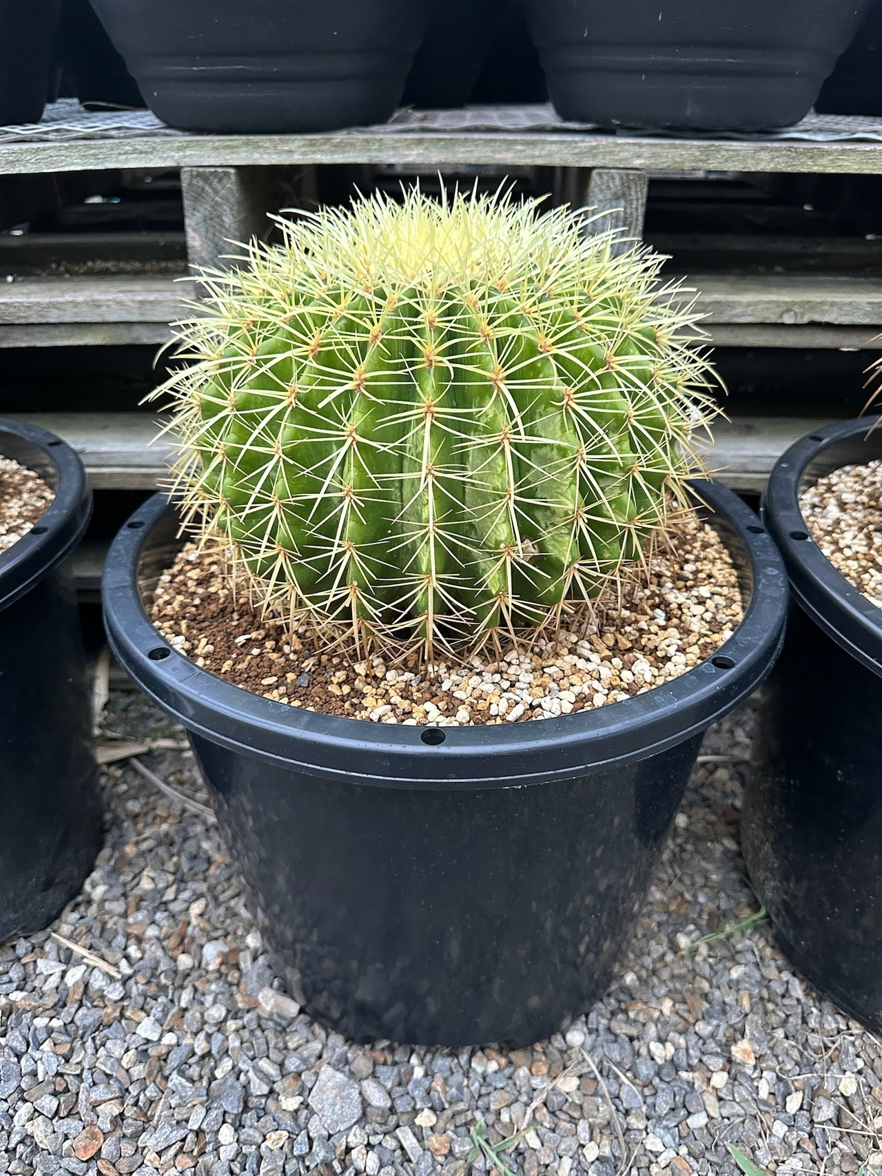 No.256 金鯱 Kroenleinia grusonii | T Plants Labo