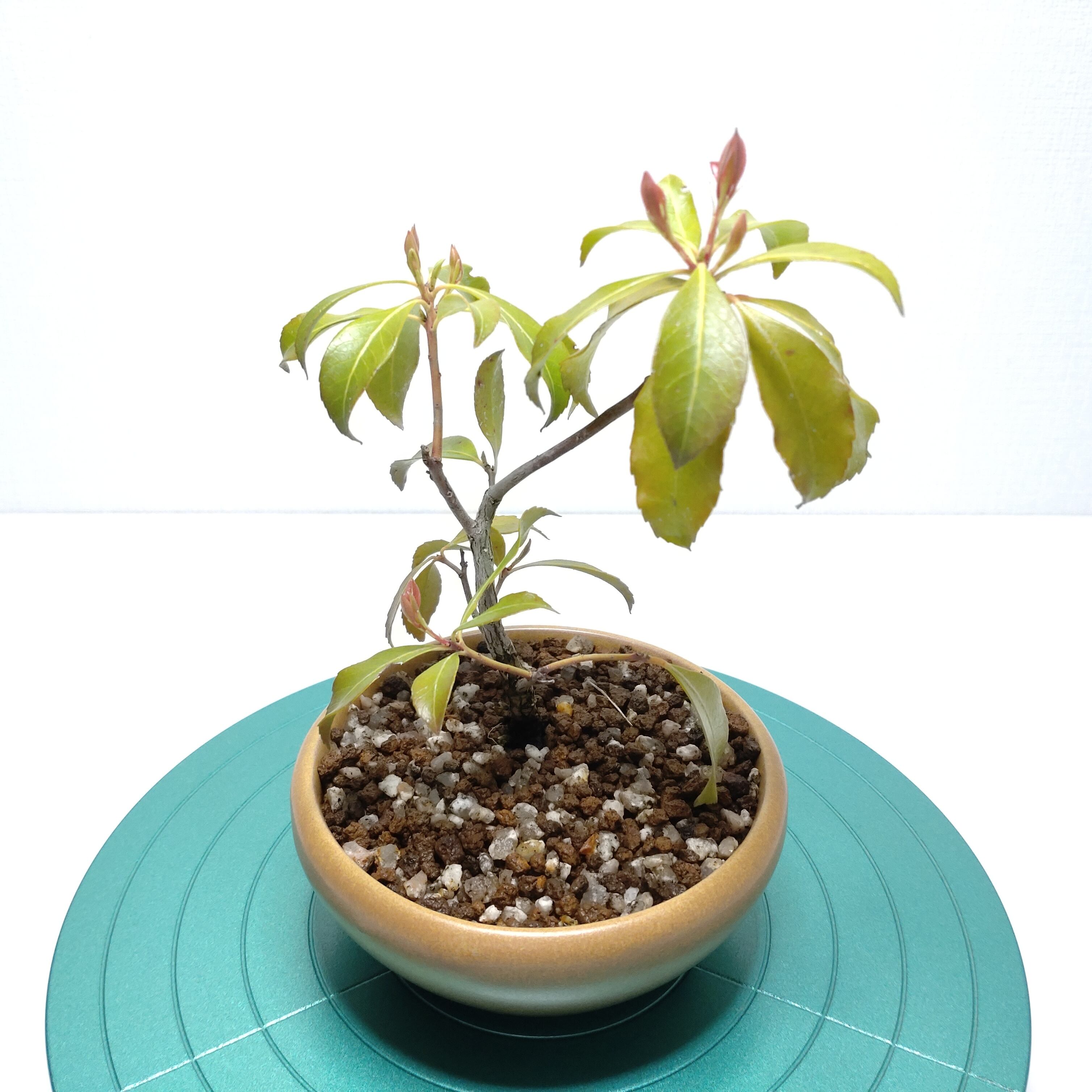 馬酔木（アセビ）盆栽 S011 | 盆栽創【Bonsaisou】