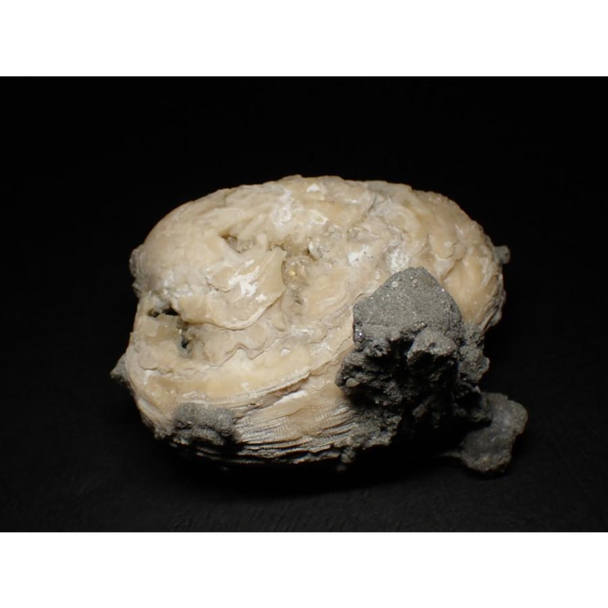 フロリダ州産 二枚貝化石中の方解石/Fossil Calcite A-FSL021 | 鉱物・天然石のお店CrystalGate