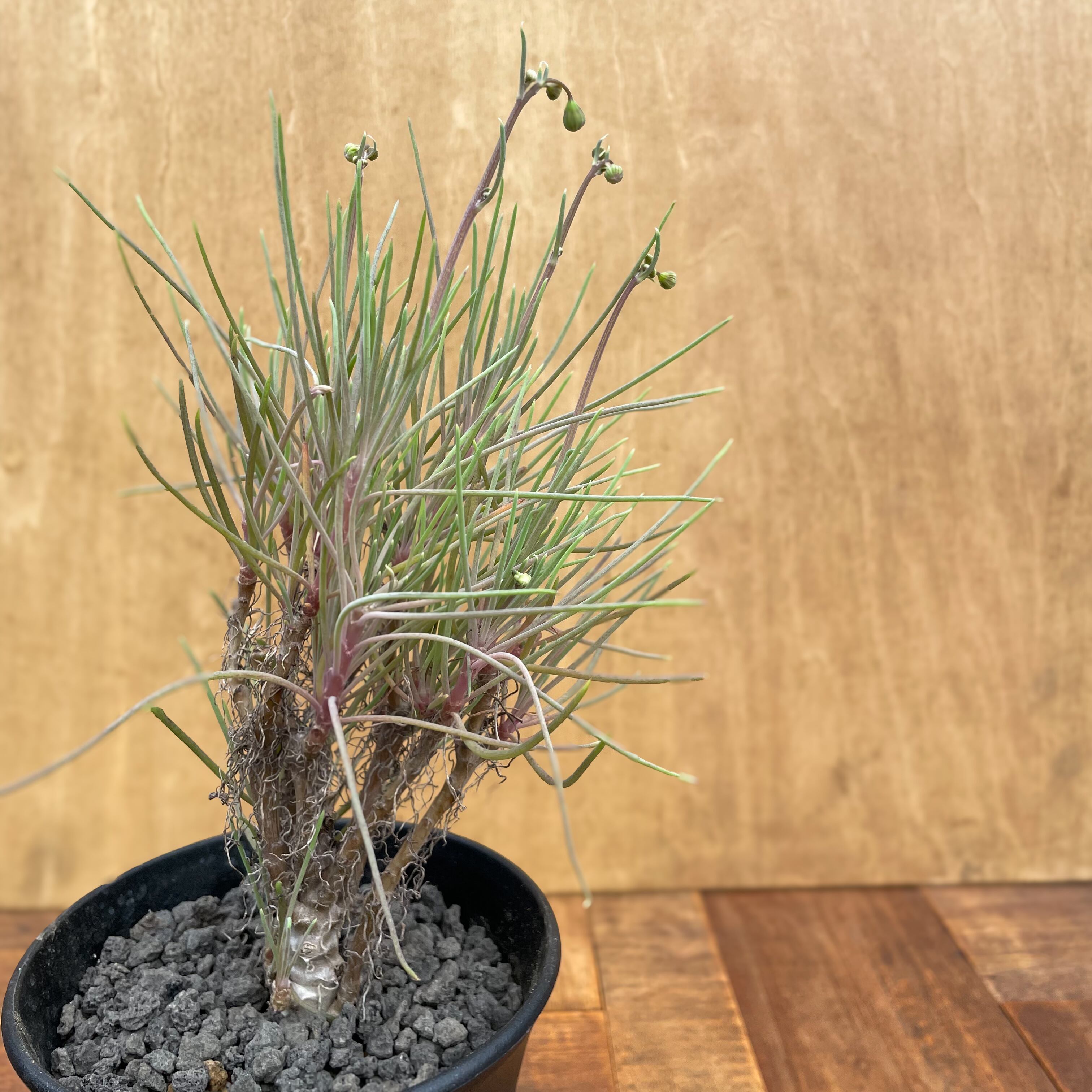 Othonna protecta【オトンナ・プロテクタ】 | RIMO'S GREEN サボテンと多肉植物の通販サイト