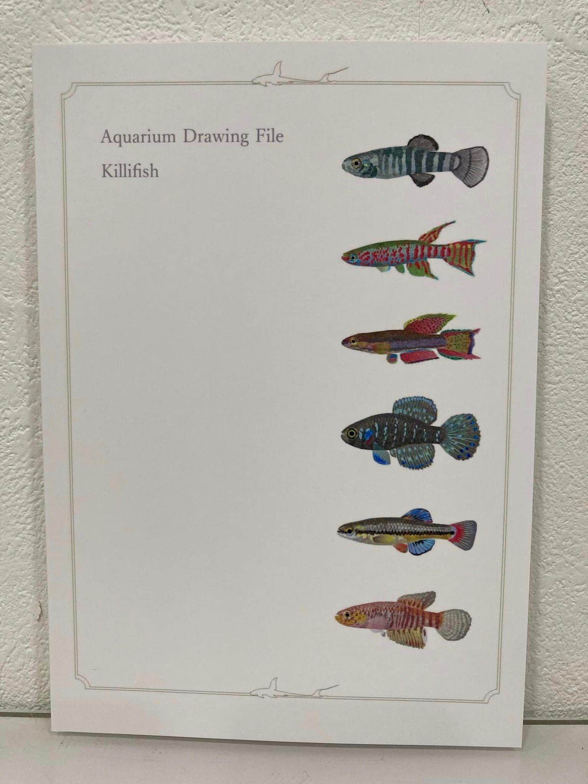 Aquarium Drawing File Killifish | Osakanacraft