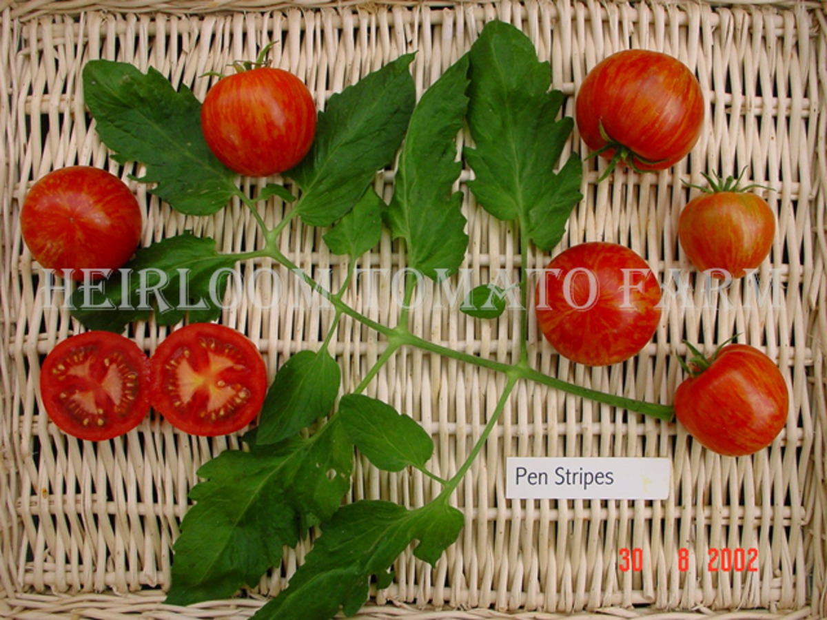 Heirloom Tomato® Pen Stripe エアルーム・トマト・ペン・ストライプ | Heirloom Tomato Farm