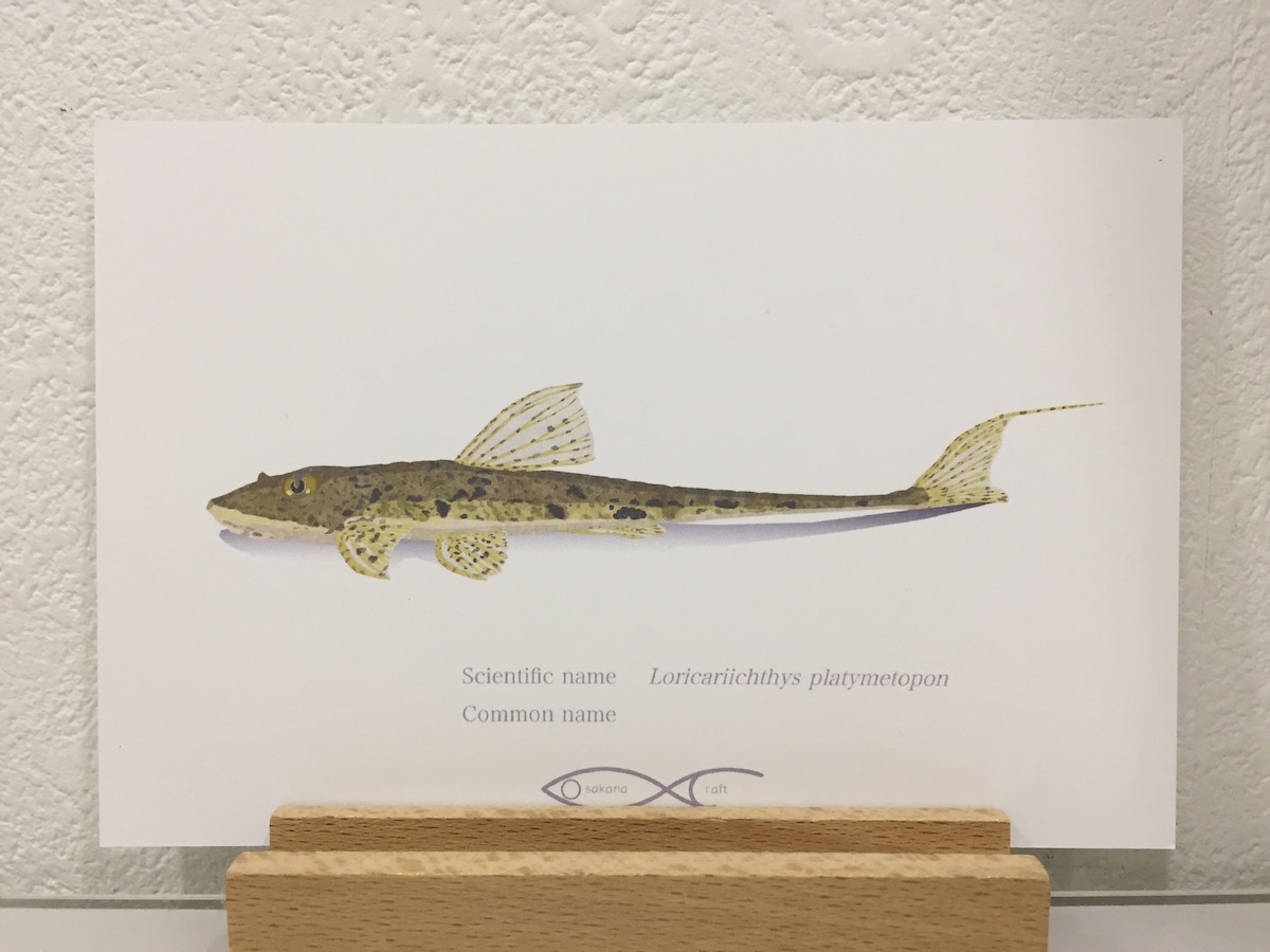 Loricariichthys platymetopon Drawing Postcard | Osakanacraft