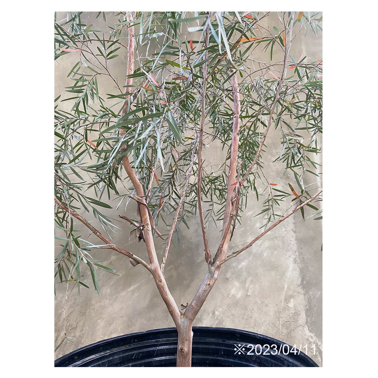 Silver tea tree | Seeding