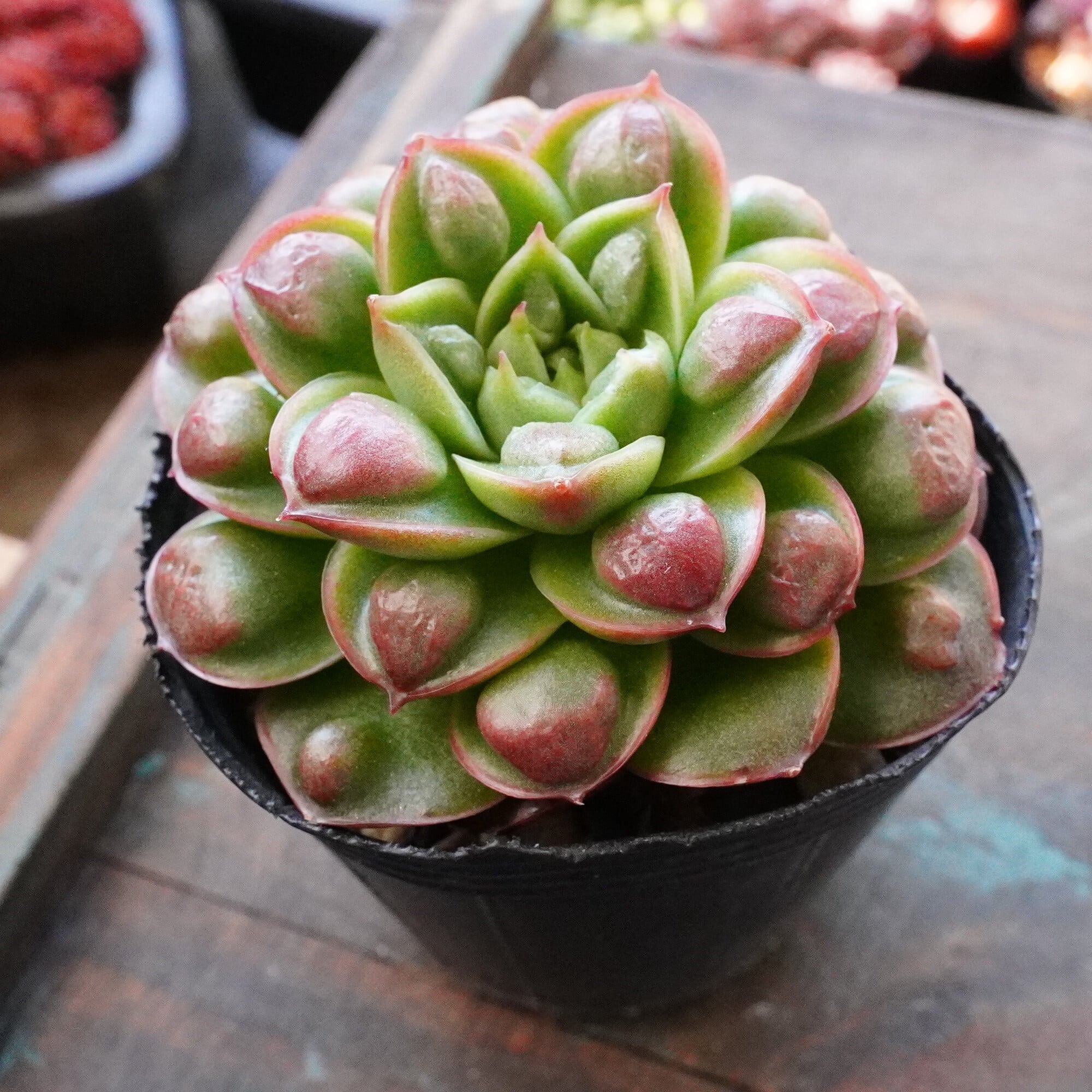 ※再入荷※ 超美苗【丸葉ドロップロンギシマ 1 】エケベリア 韓国多肉 オススメ | E-TANIKU