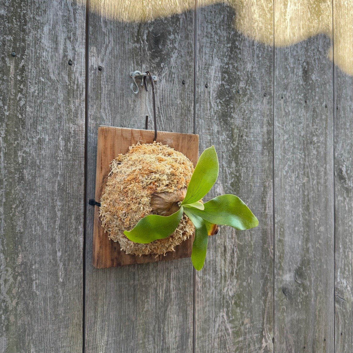 P.volcano 12th oasis sporeling | naturefix