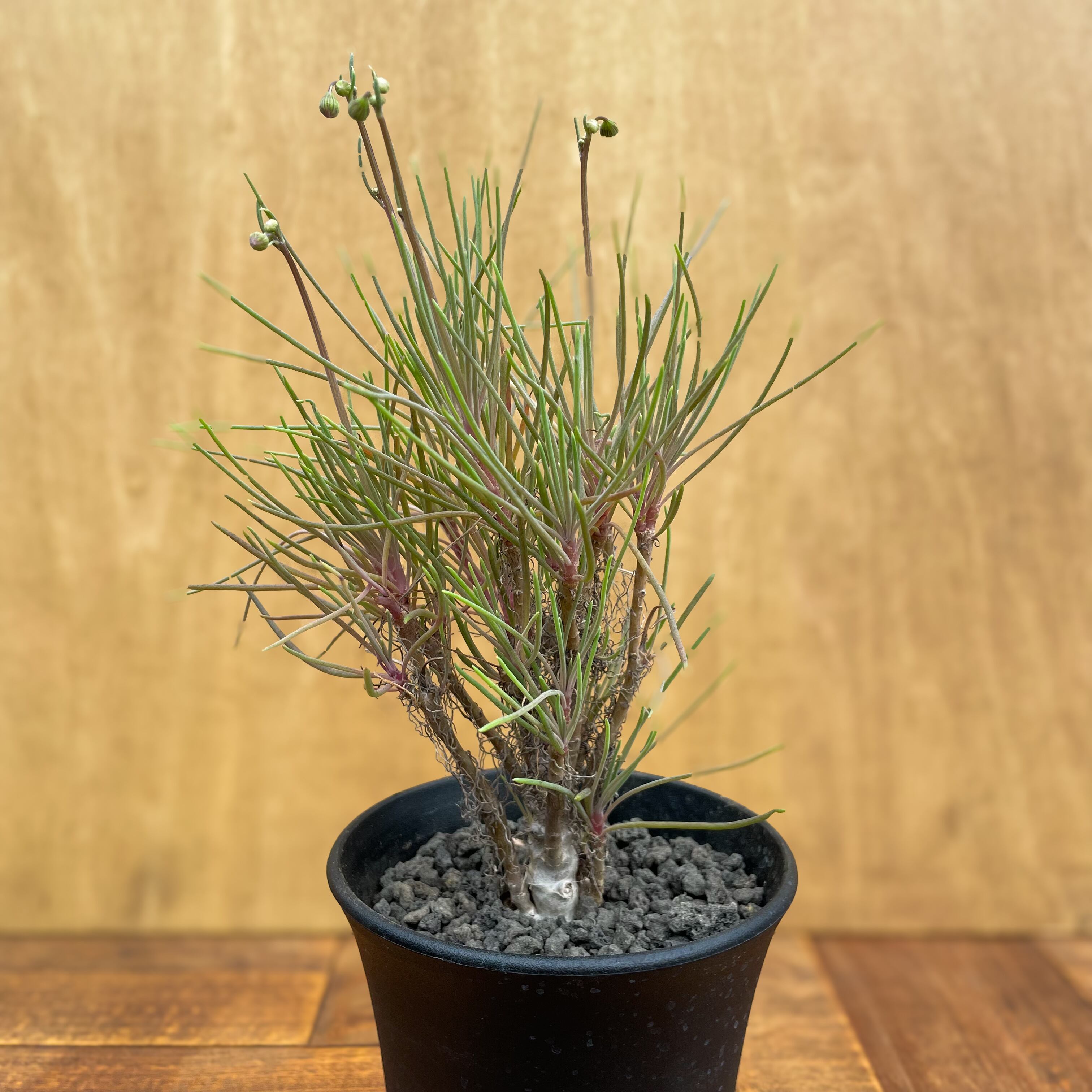 Othonna protecta【オトンナ・プロテクタ】 | RIMO'S GREEN 【Saboten & Succulent】