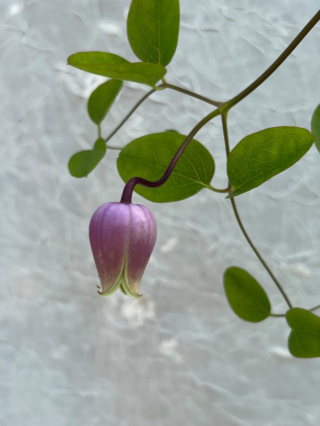 Clematis addisonii CA2302 | Yatsugatake Flower Power