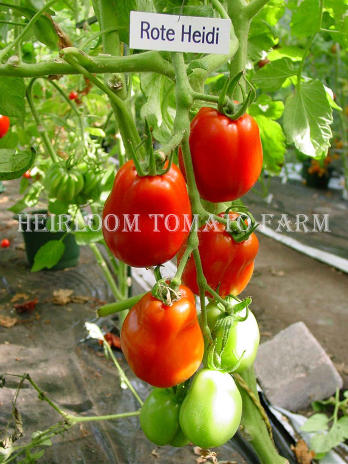 Heirloom Tomato® Rote Heidi エアルーム・トマト・ロト・ヘイディ | Heirloom Tomato Farm