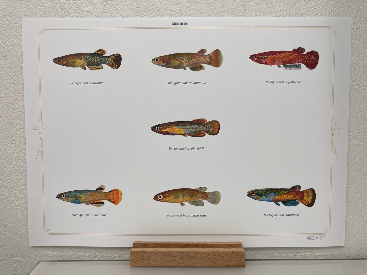 Killifish 06 A4 Drawing Poster | Osakanacraft
