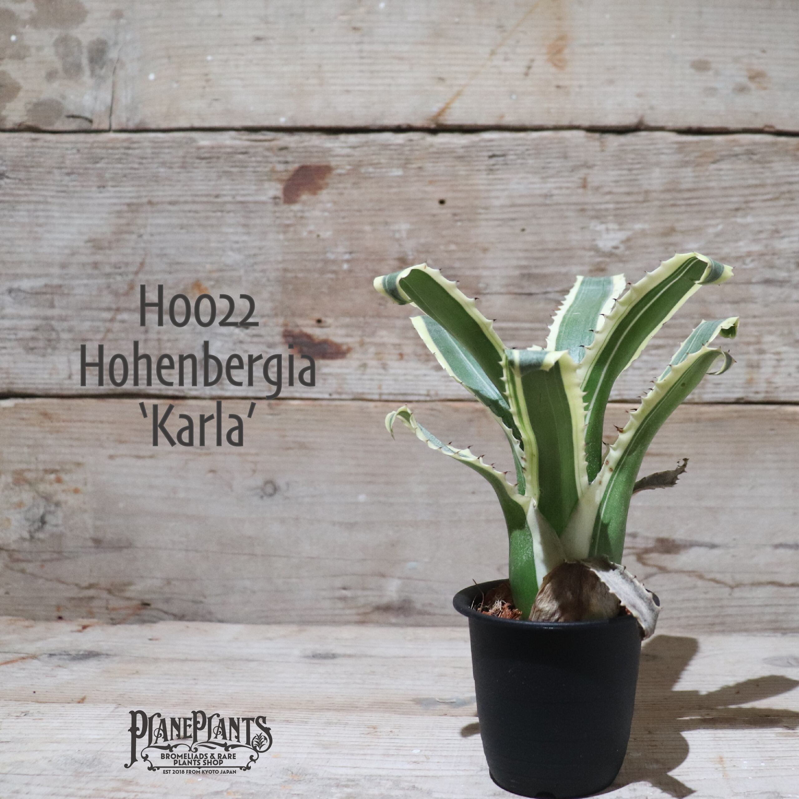 【送料無料】 Hohenbergia ‘Karla’〔ホヘンベルギア〕現品発送H0022 | plane plants