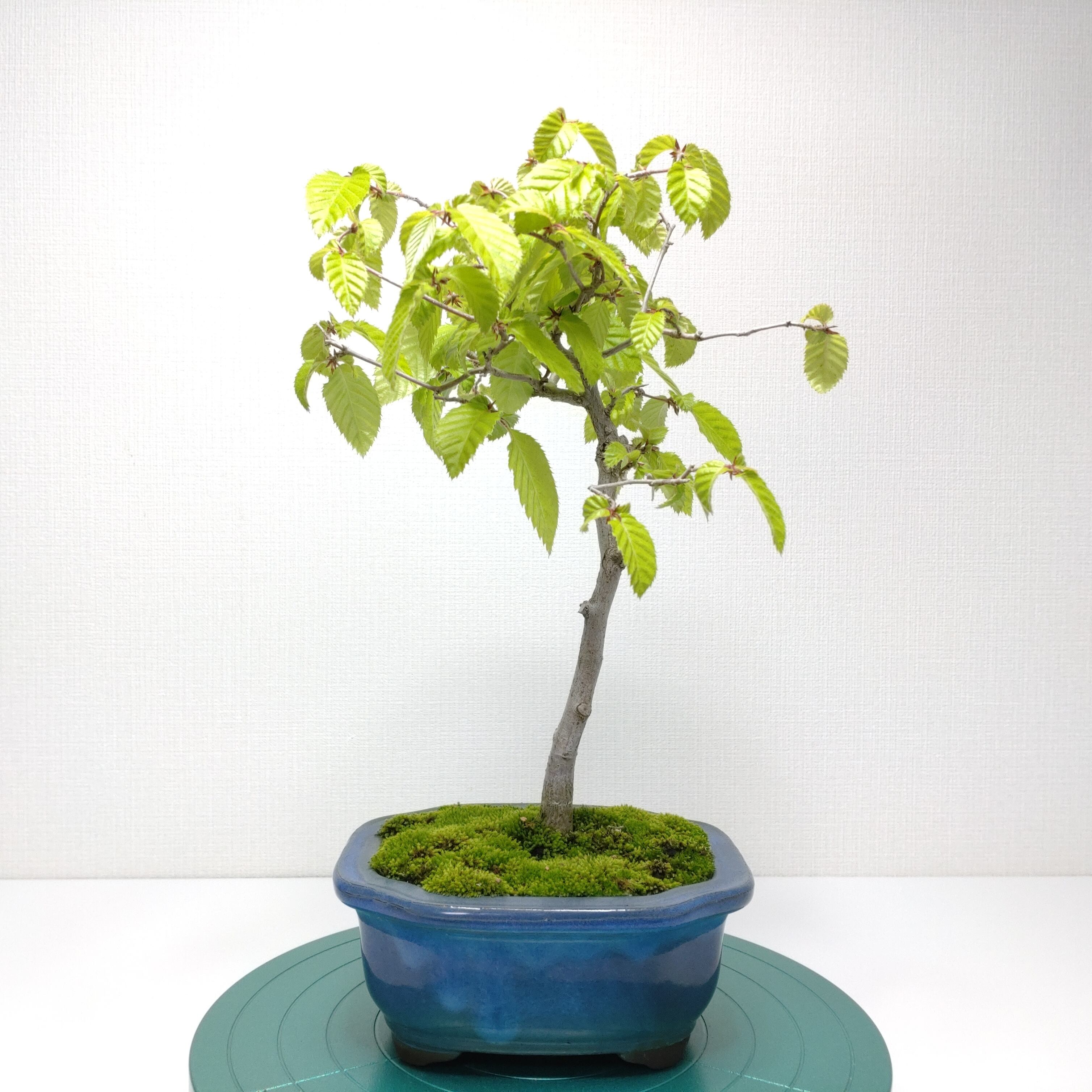 白四手（シロシデ）盆栽 S003 | 盆栽創【Bonsaisou】