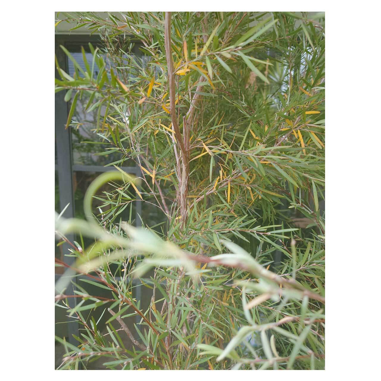 Silver tea tree | Seeding