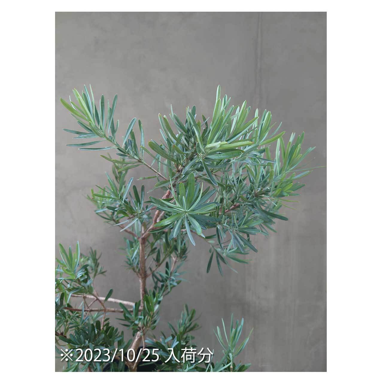 Podocarpus elongatus "Icee Blue" | Seeding